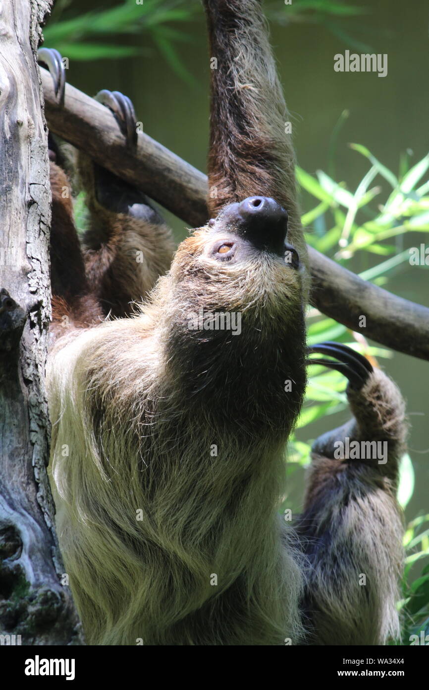 Sloth climbing tree in captivity Stock Photo - Alamy