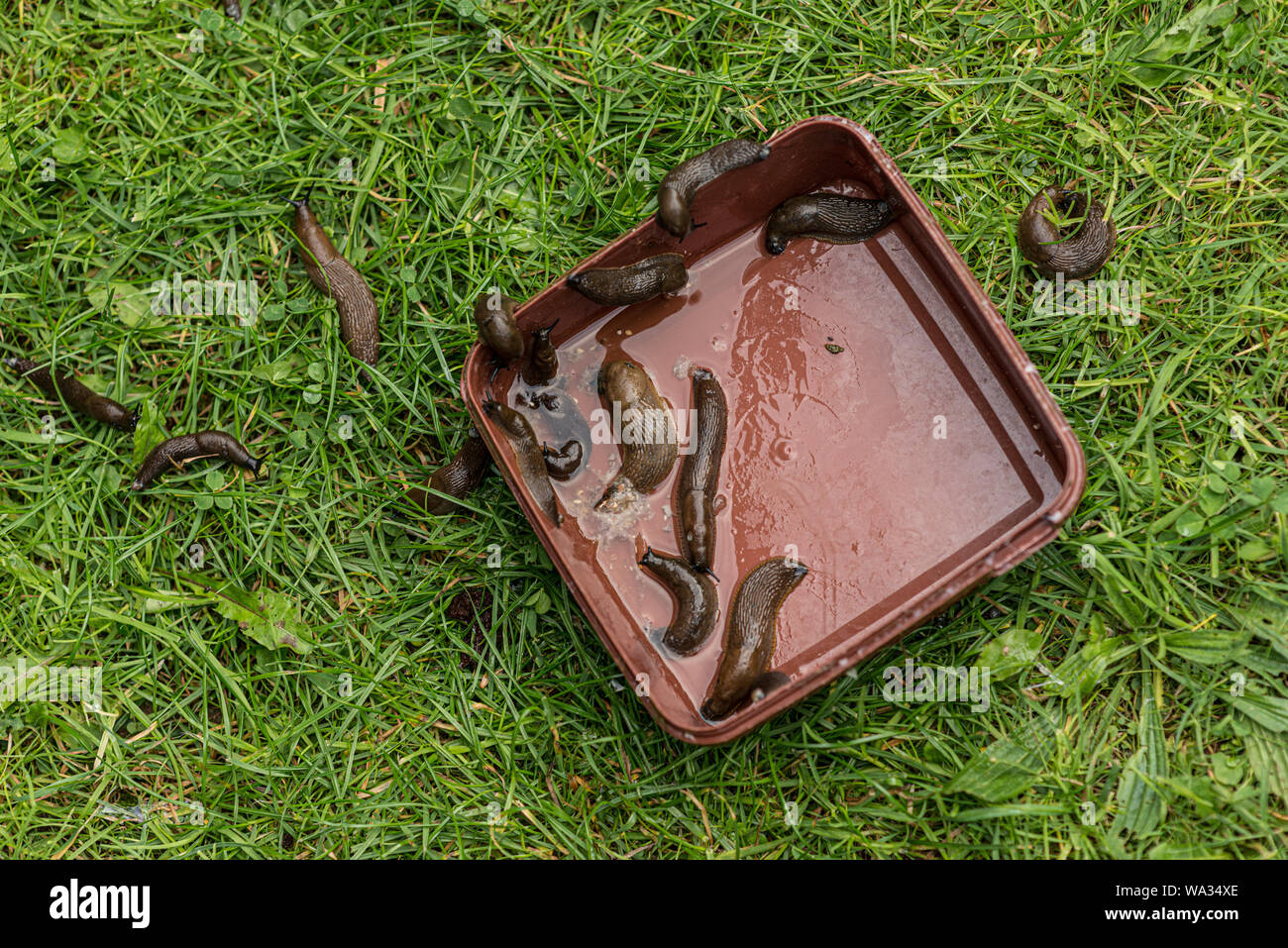 Brown garden slugs in a brown plastic box in the grass Stock Photo - Alamy