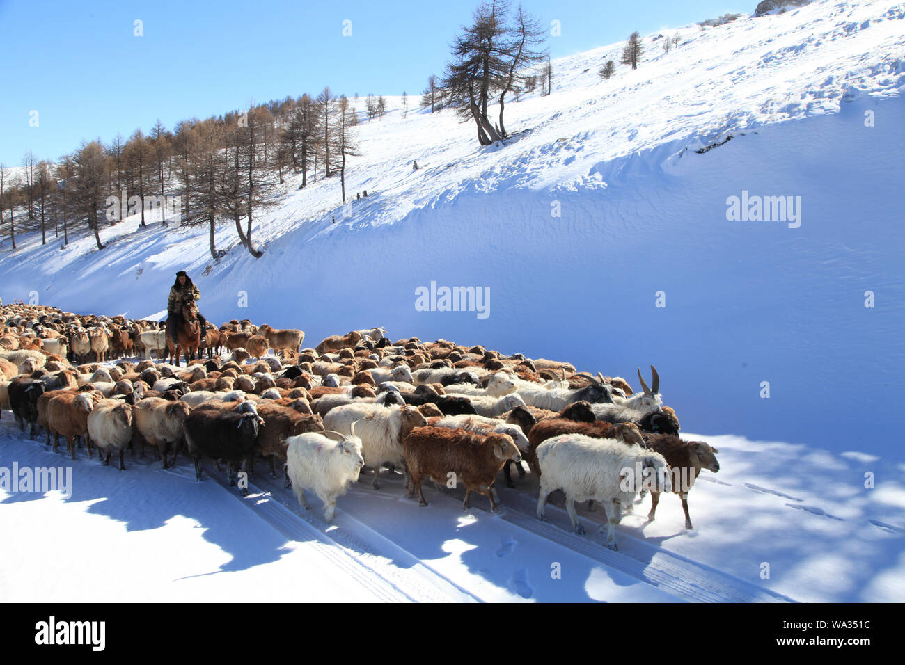 Shan the sheep hi-res stock photography and images - Alamy