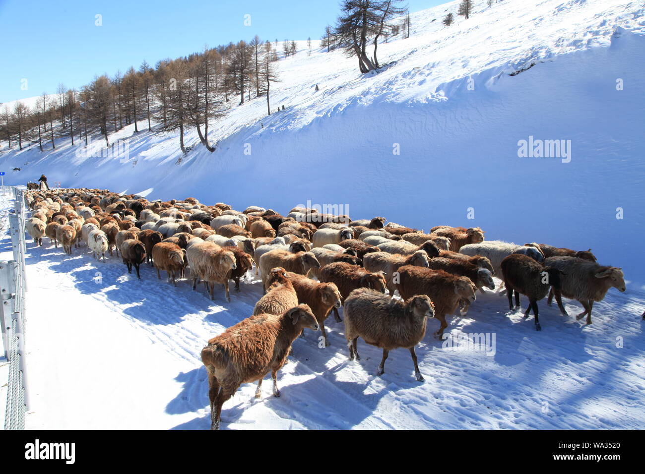 Shan the sheep hi-res stock photography and images - Alamy