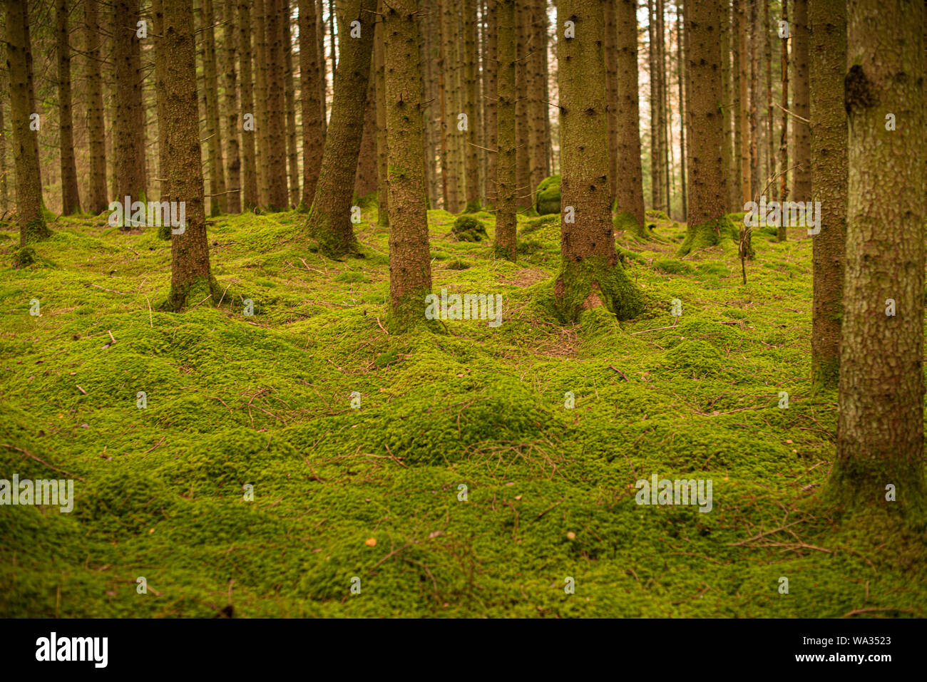 Green moss covering the forest floor Stock Photo - Alamy