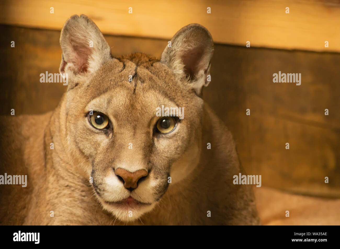 Puma face wildlife hi-res stock photography and images - Alamy