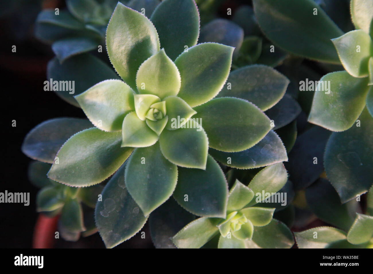 Fleshy hi-res stock photography and images - Alamy