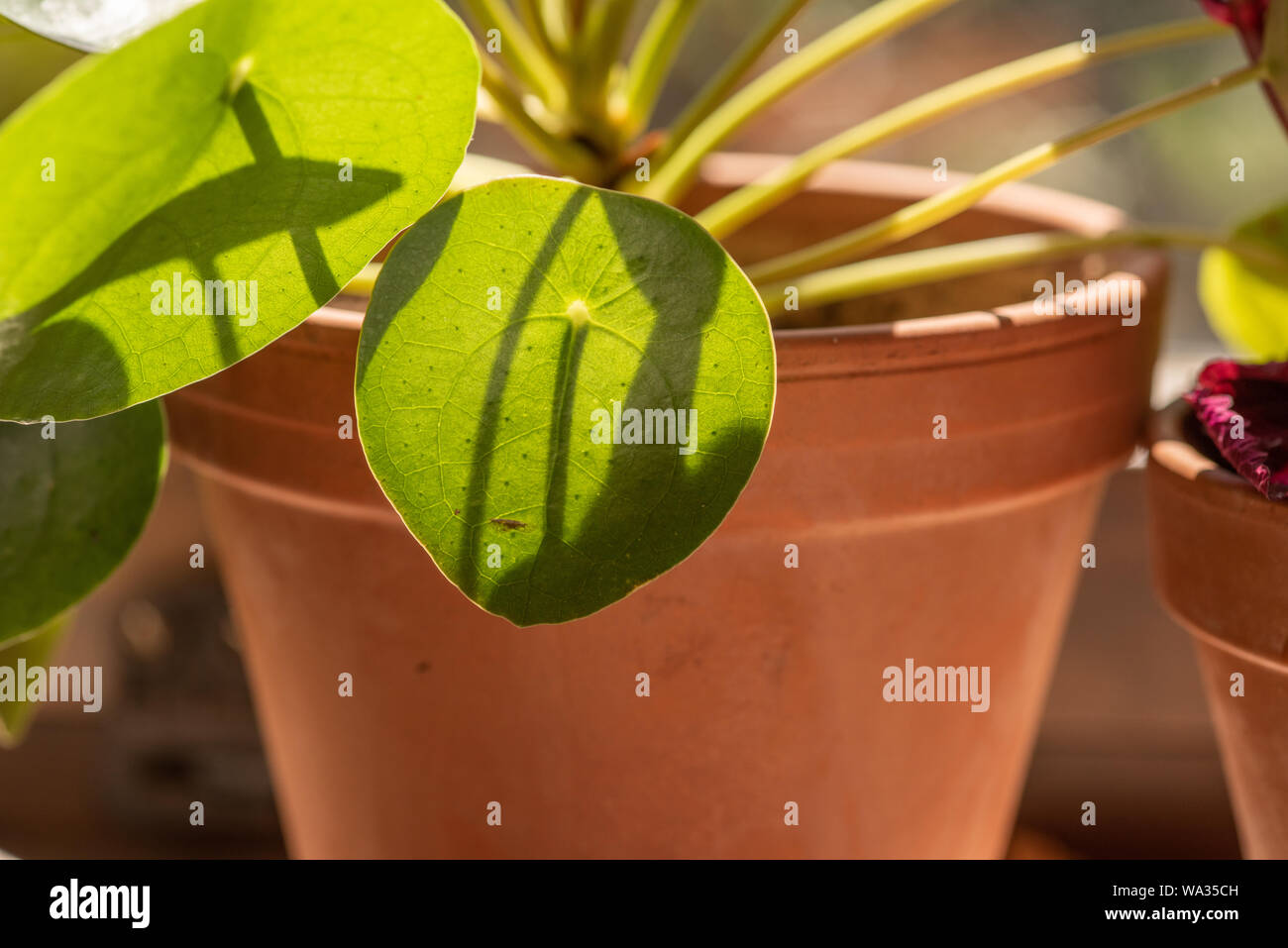 Leaf of a chinese money plant, Pilea peperomioides Stock Photo - Alamy