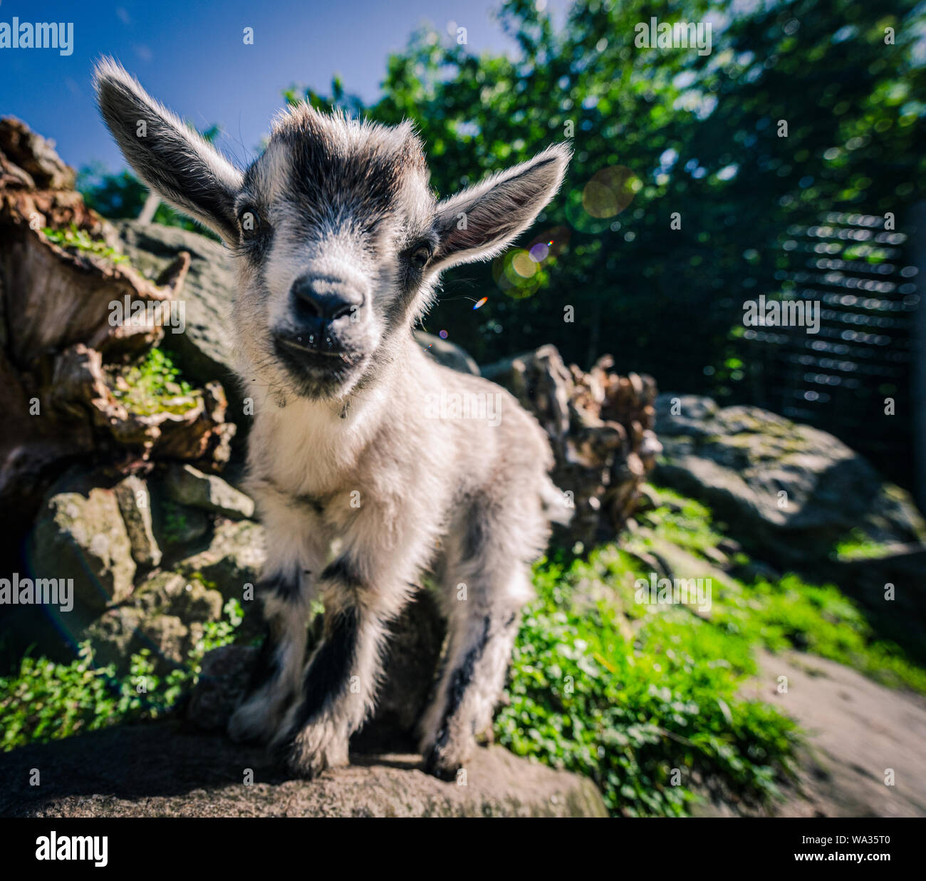 Baby farm animal hi-res stock photography and images - Alamy