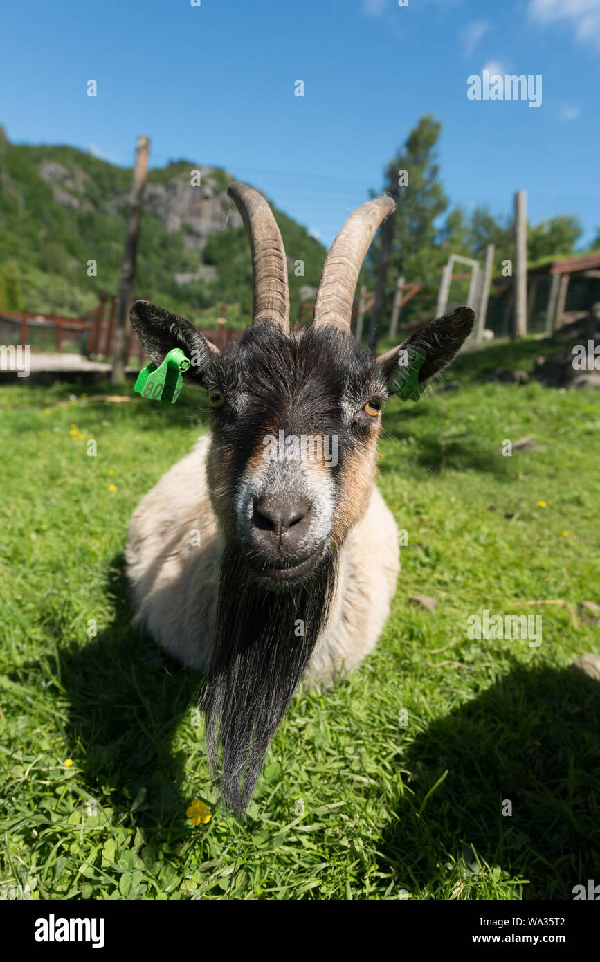 Wide angle photo of a goat at a farm Stock Photo - Alamy