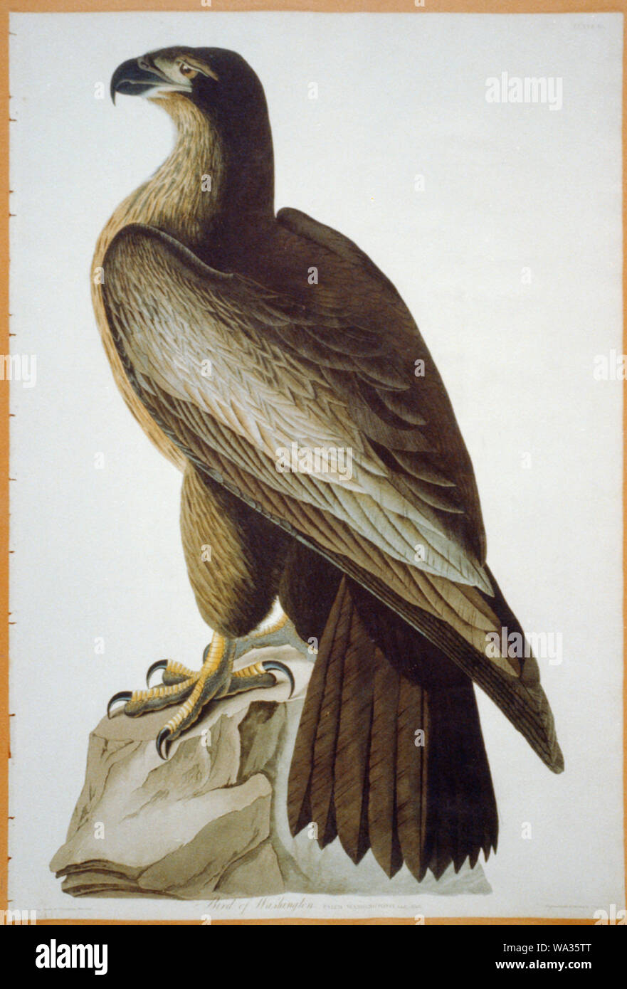 Washington wild birds hi-res stock photography and images - Alamy