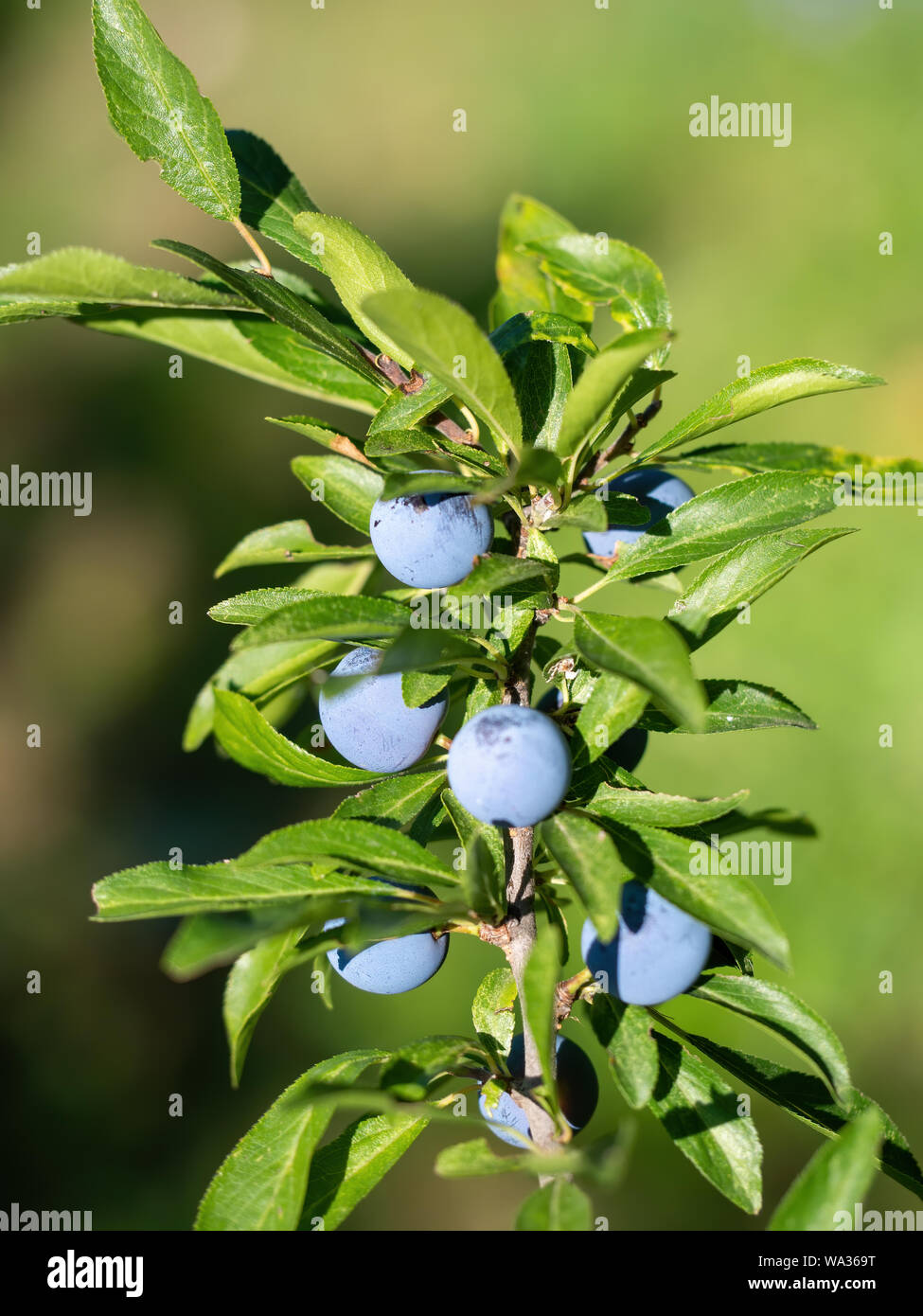 Sloes. Aka Blackthorn berries. Bush in sunshine Stock Photo - Alamy