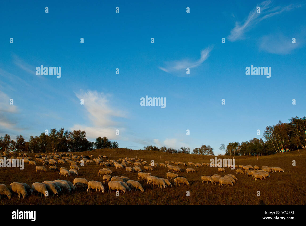 Pasture dam scenery hi-res stock photography and images - Alamy