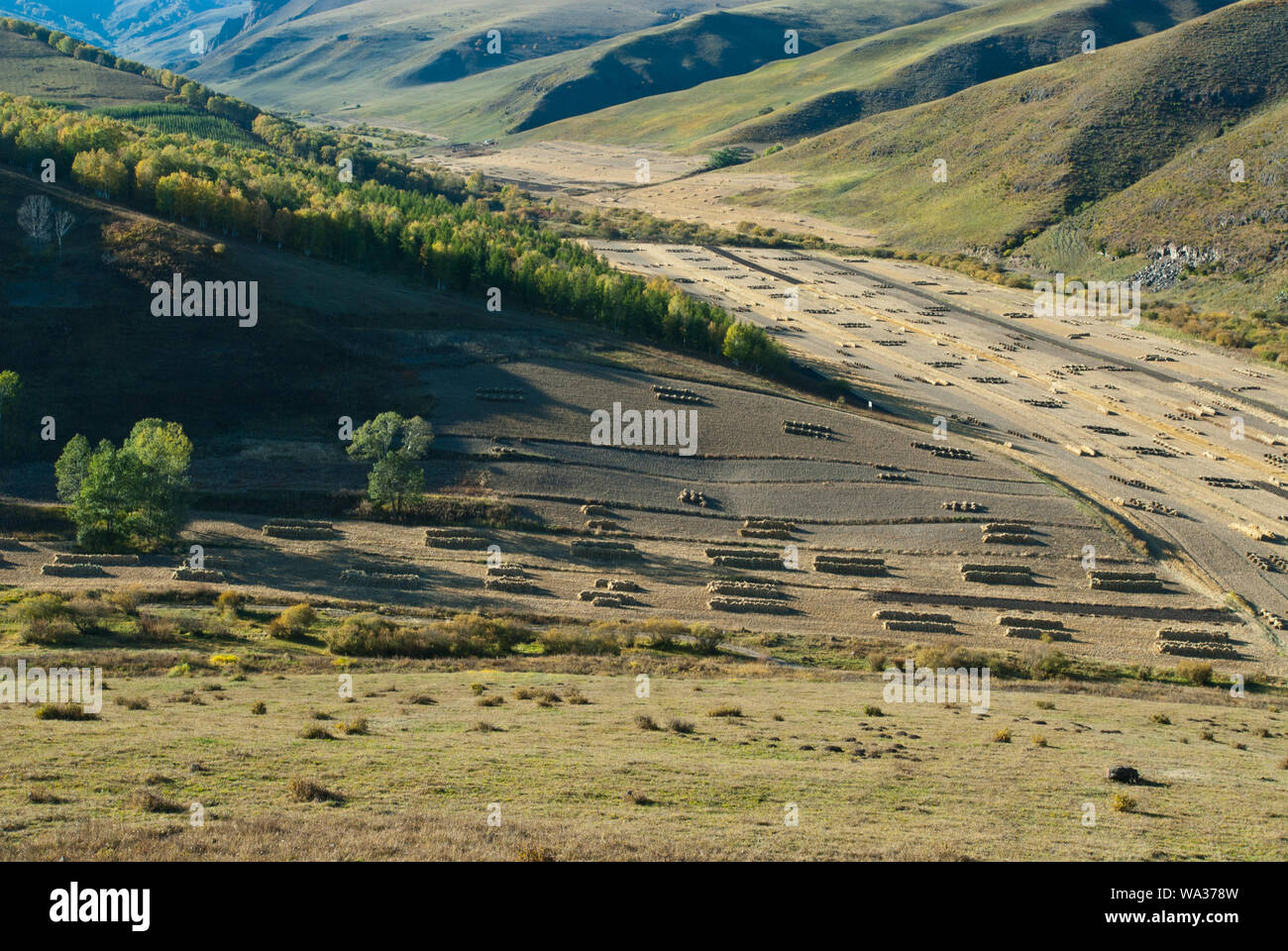 Bashang autumn scenery Stock Photo - Alamy