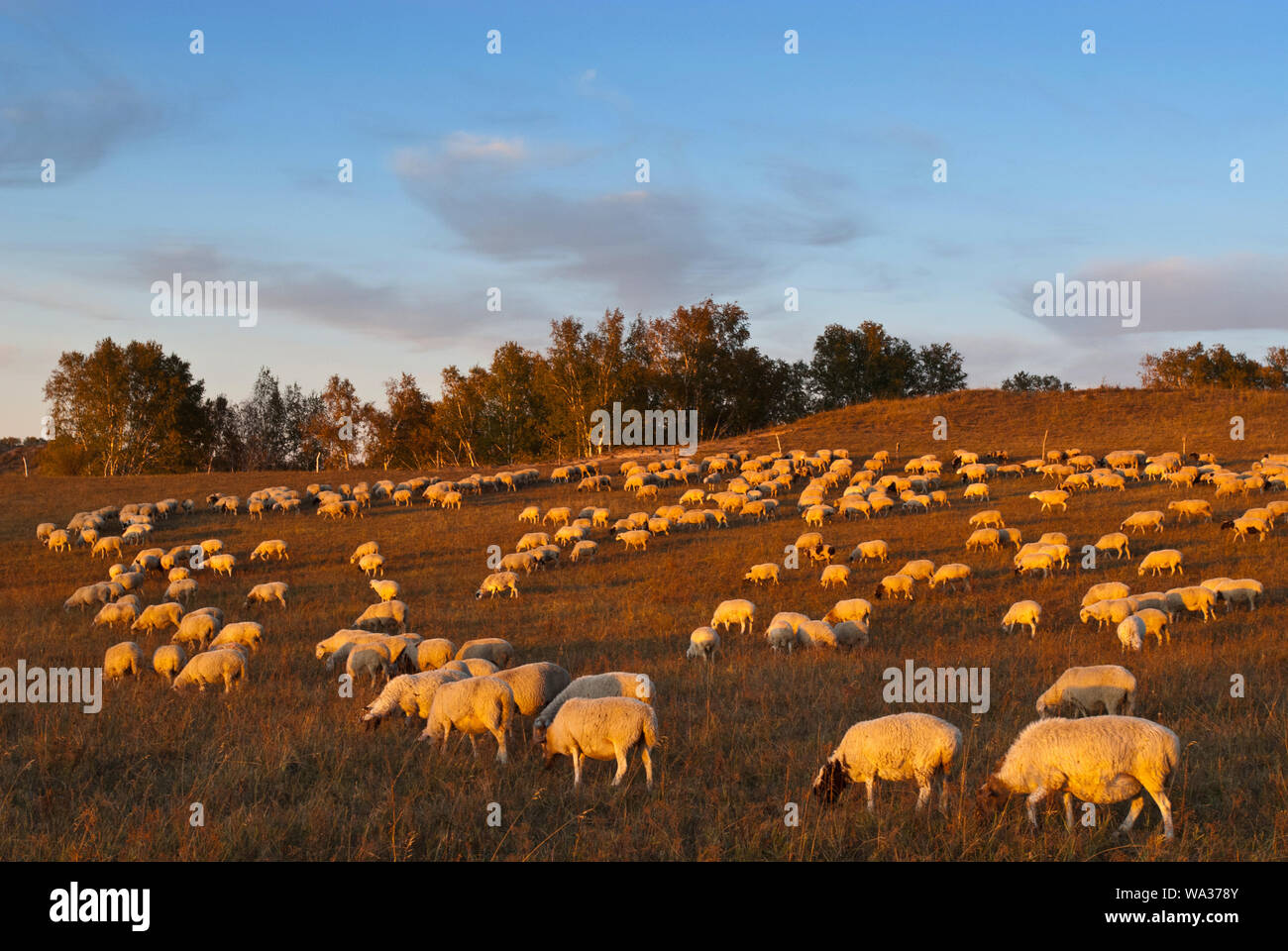 Mulan paddock hi-res stock photography and images - Alamy