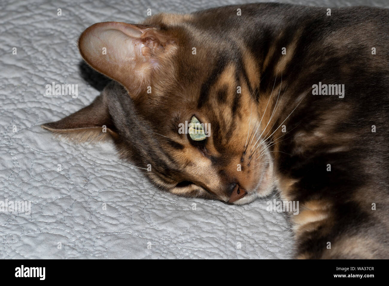 Male five year old Corsican Blue Marbled Bengal domestic cat, breed ...