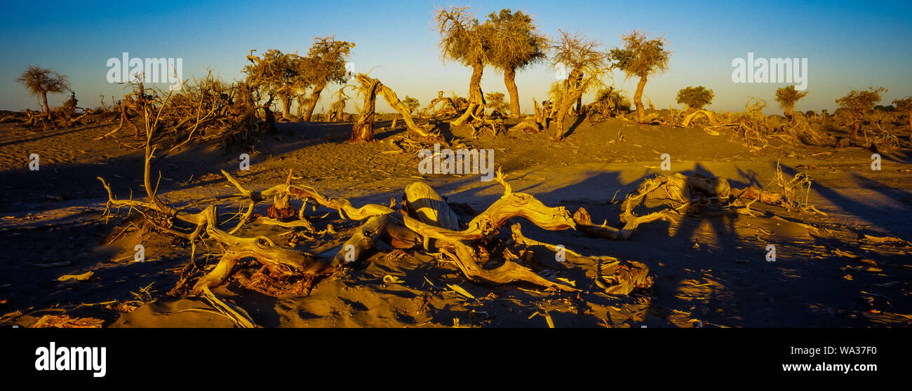 Strange forest hi-res stock photography and images - Alamy
