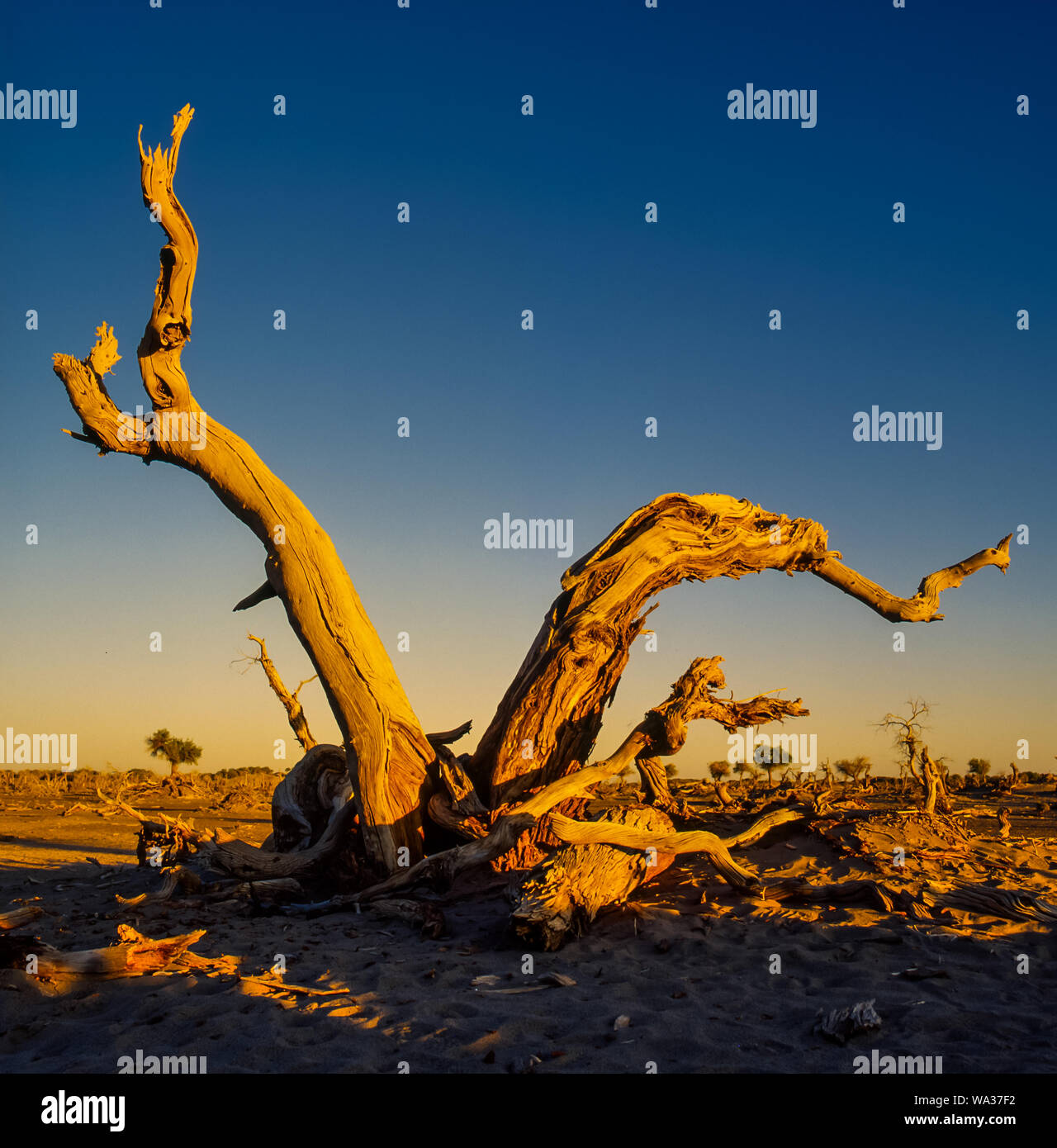 Mesozoic forest hi-res stock photography and images - Alamy