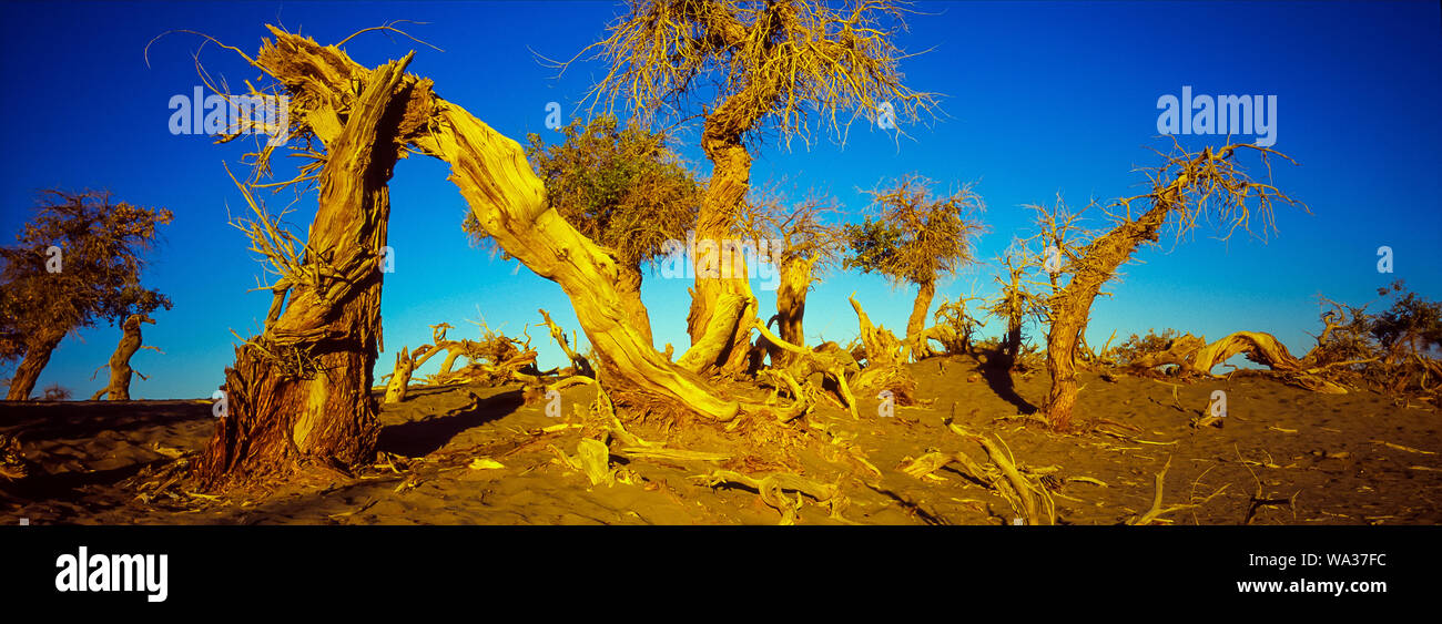 Strange forest hi-res stock photography and images - Alamy