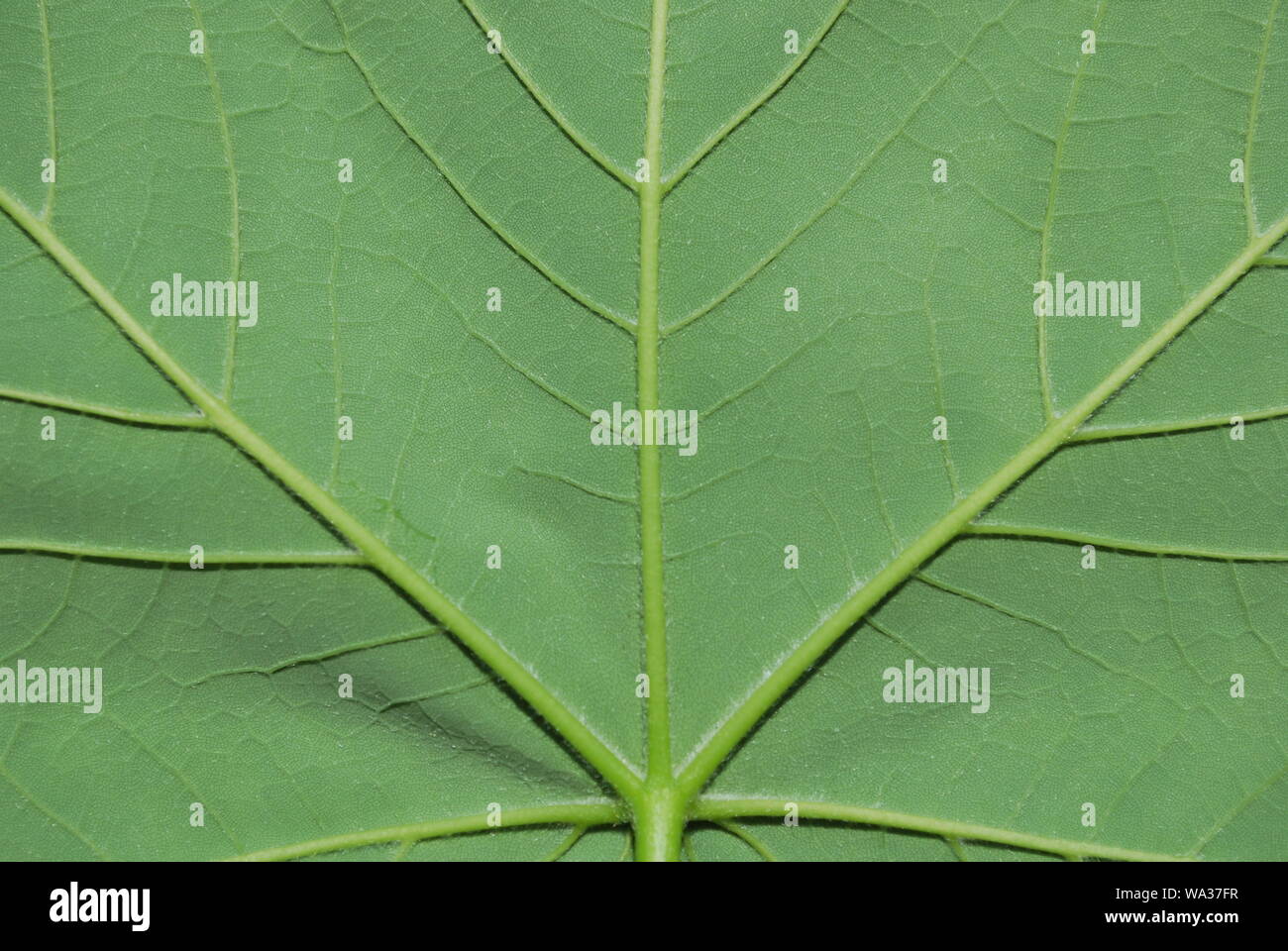 Green leaf back Stock Photo - Alamy