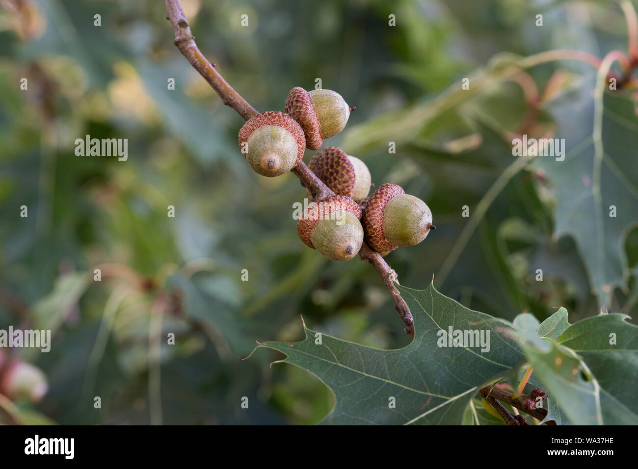 acorns of red oak, quercus rubra on twig closeup Stock Photo - Alamy