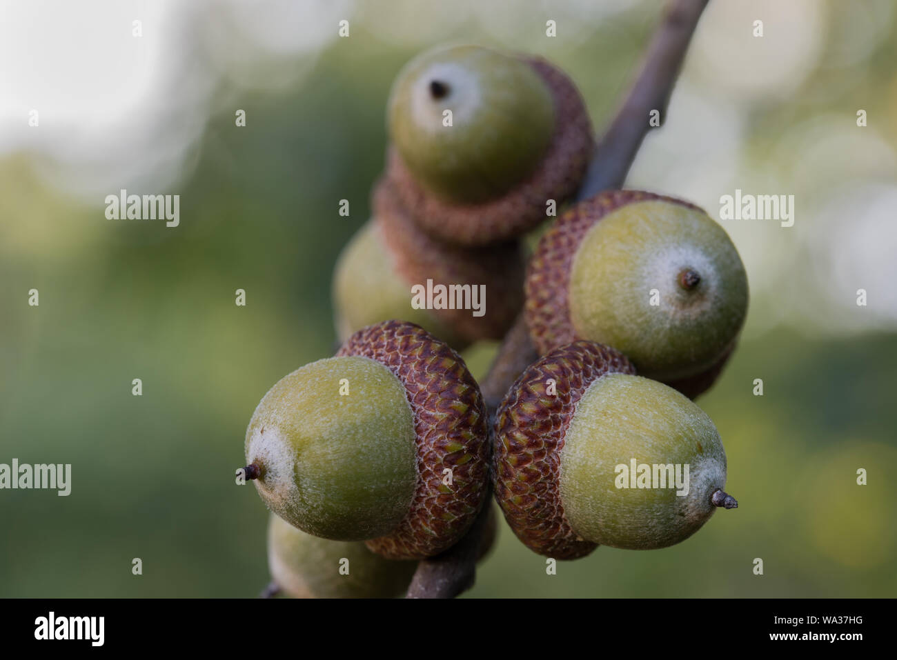Quercus rubra fall color hi-res stock photography and images - Alamy