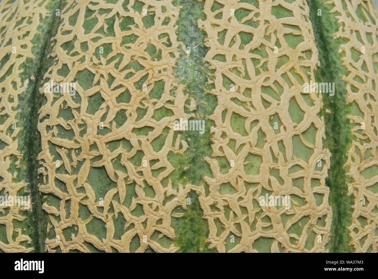 Melon texture hi-res stock photography and images - Alamy