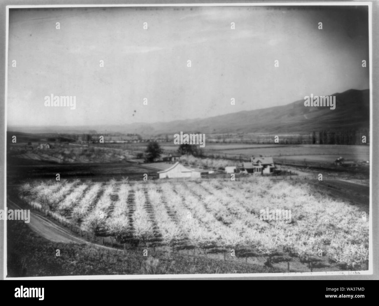 Bird's-eye view of farmland and mountain, with orchard in foreground ...