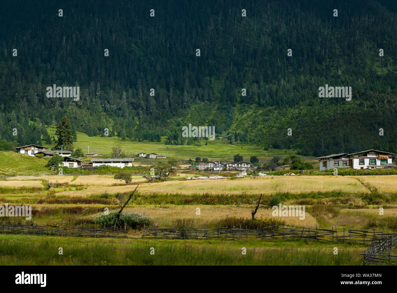 The lulang forest hi-res stock photography and images - Alamy