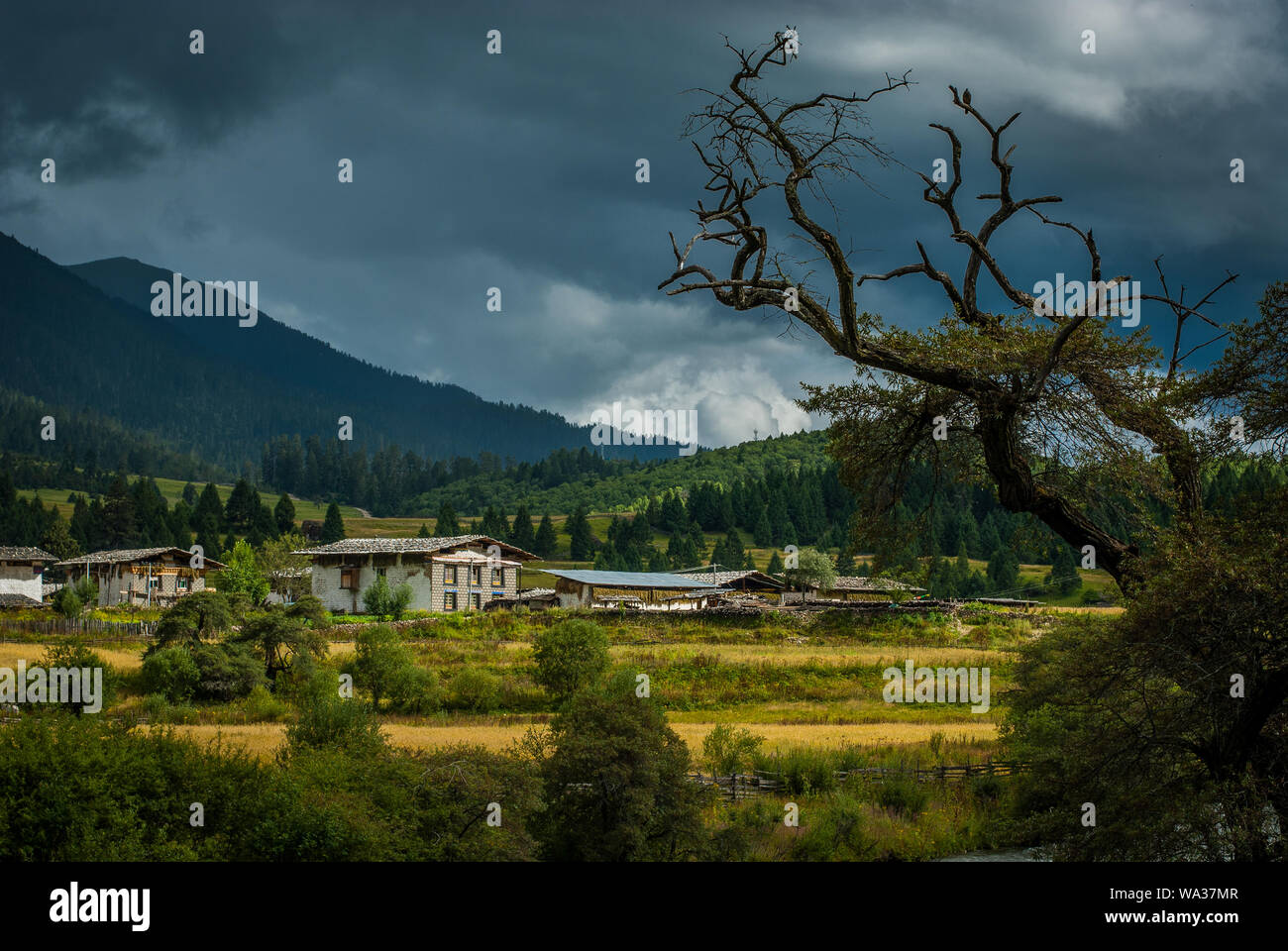 The lulang forest hi-res stock photography and images - Alamy