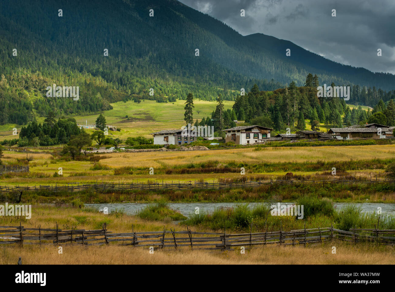The lulang forest hi-res stock photography and images - Alamy