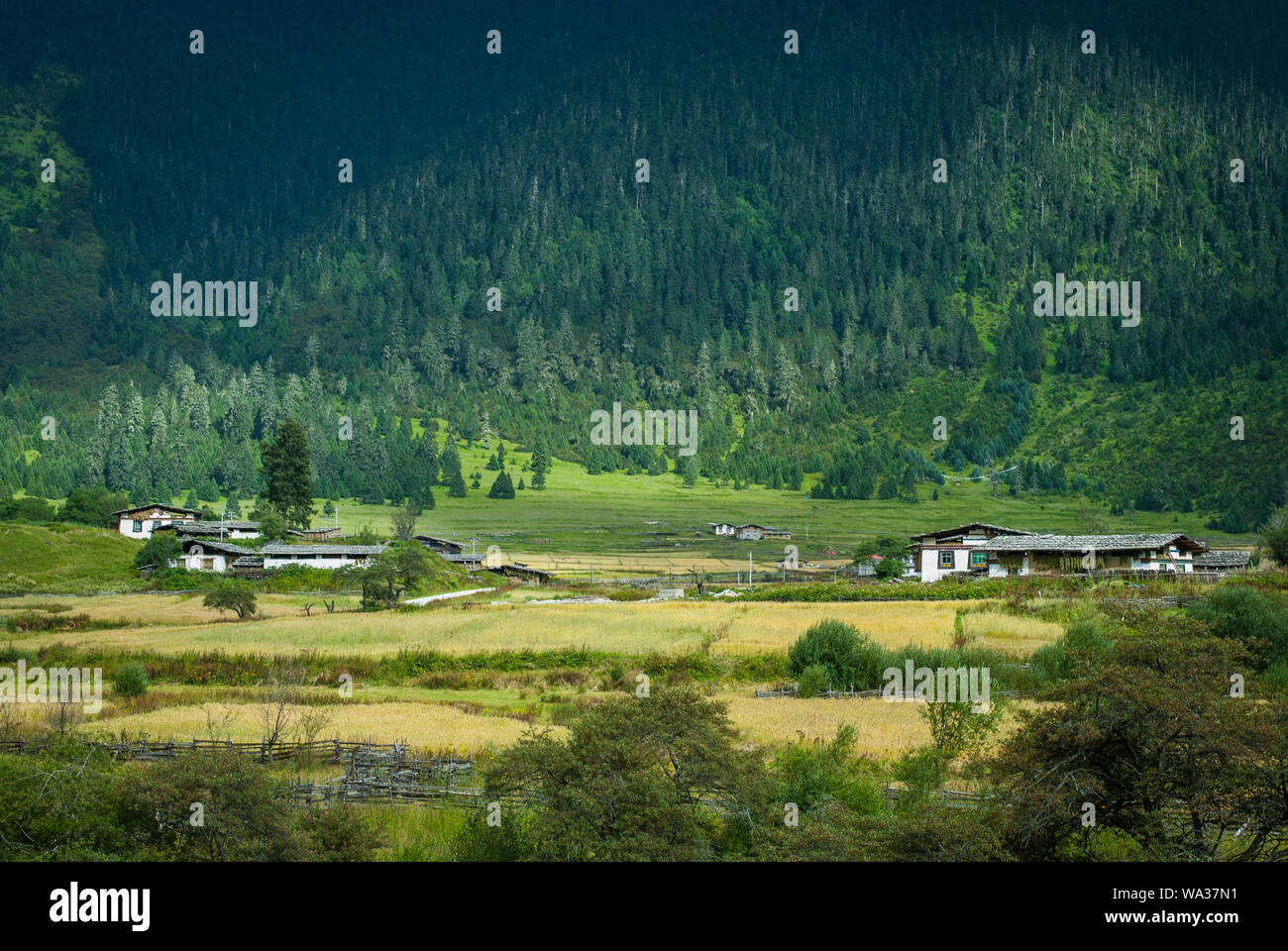 The lulang forest hi-res stock photography and images - Alamy