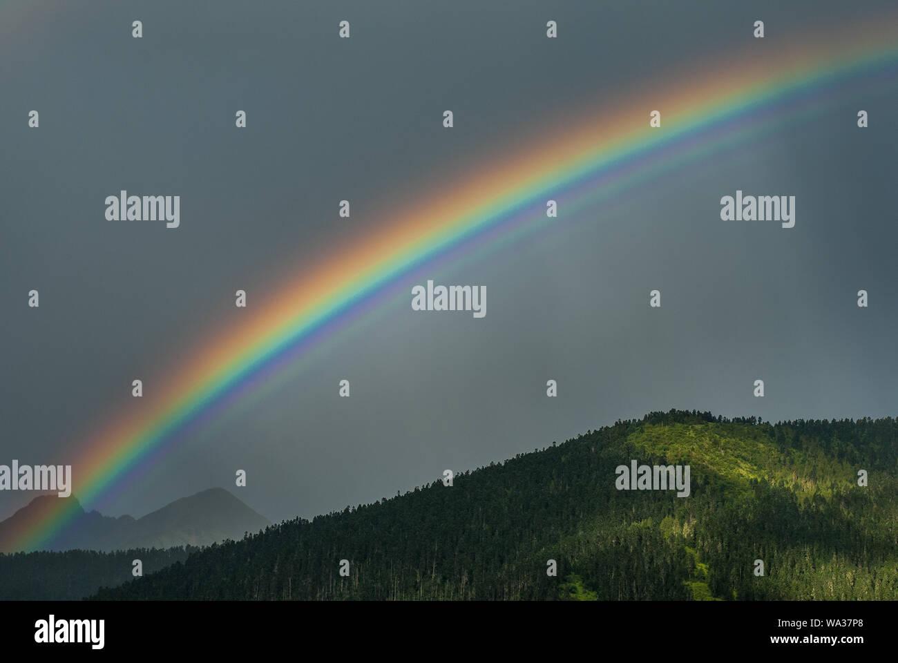 The lulang forest hi-res stock photography and images - Alamy