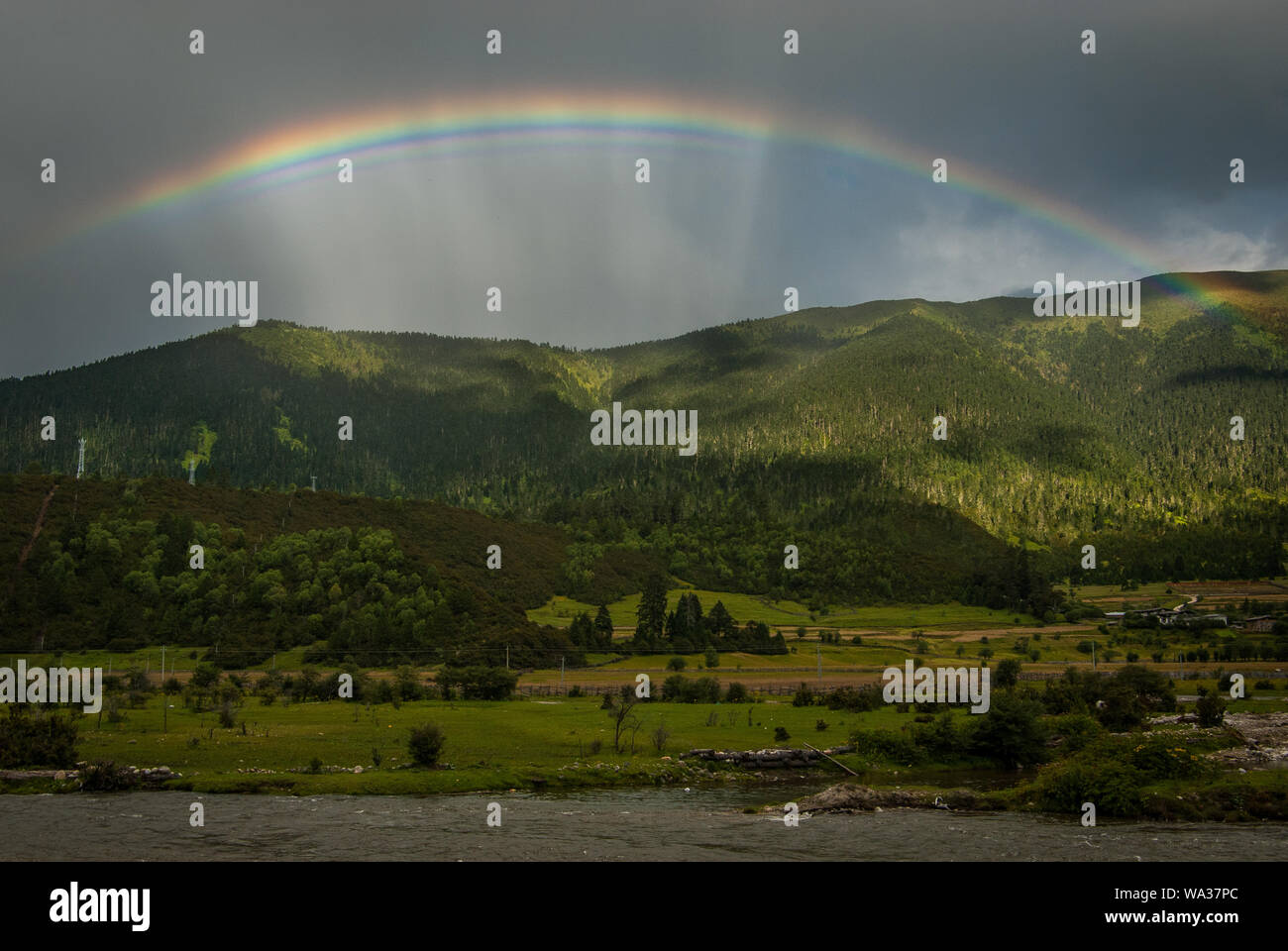 The lulang forest hi-res stock photography and images - Alamy