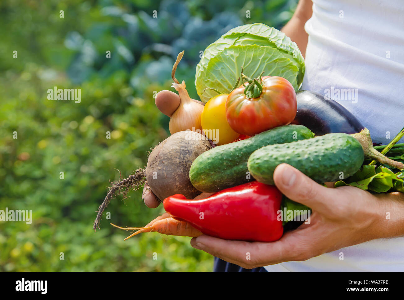 Man farmer with homemade vegetables in his hands. Selective focus ...