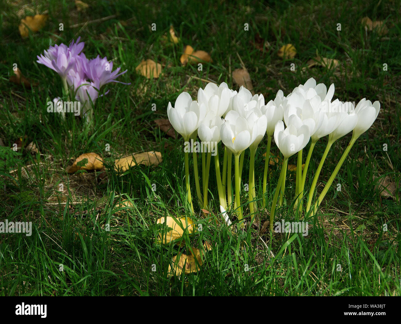 Pure white autumn crocus hi-res stock photography and images - Alamy