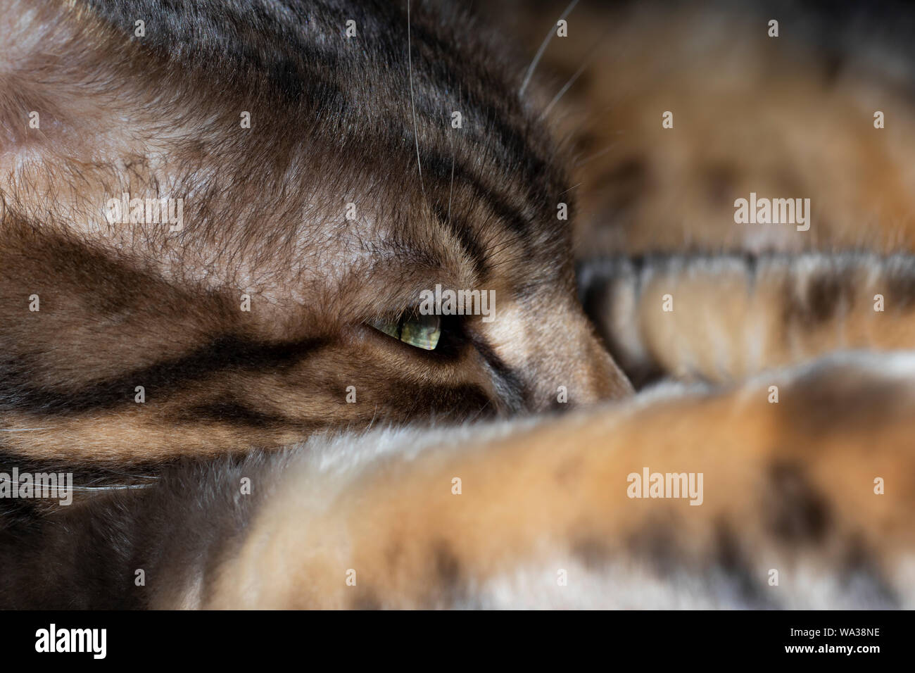 Male five year old Corsican Blue Marbled Bengal domestic cat, breed ...