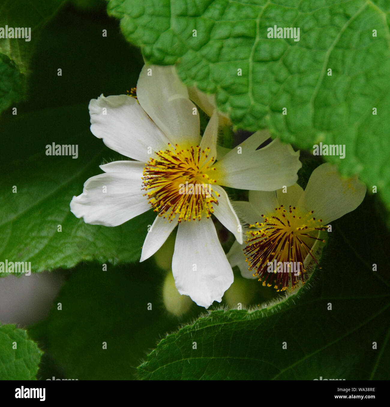 African hemp hi-res stock photography and images - Alamy