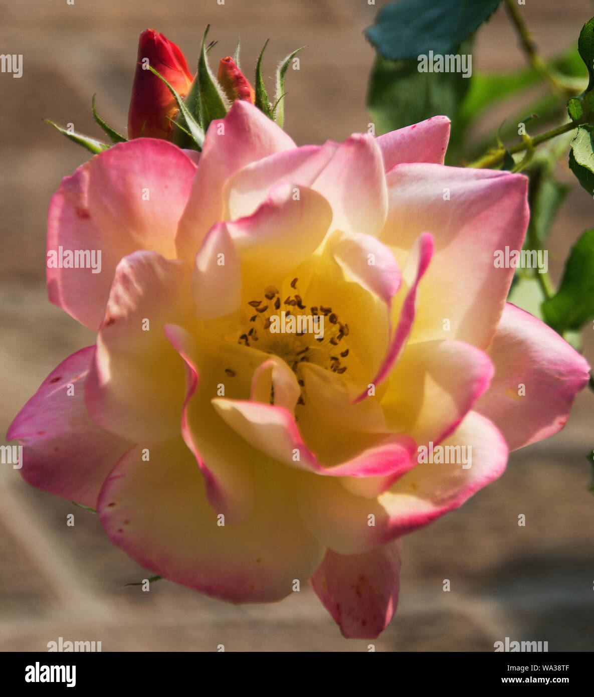Rosa 'Joseph's Coat' Stock Photo - Alamy