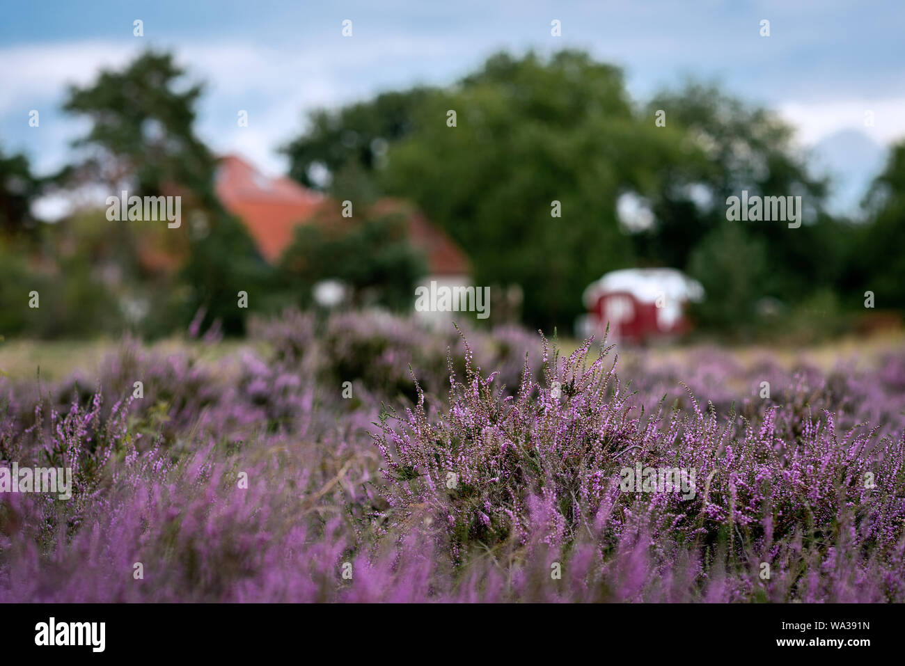 Heather landscape hi-res stock photography and images - Alamy