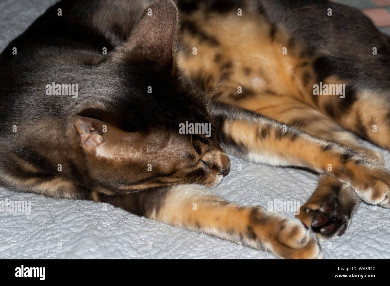 Male five year old Corsican Blue Marbled Bengal domestic cat, breed ...