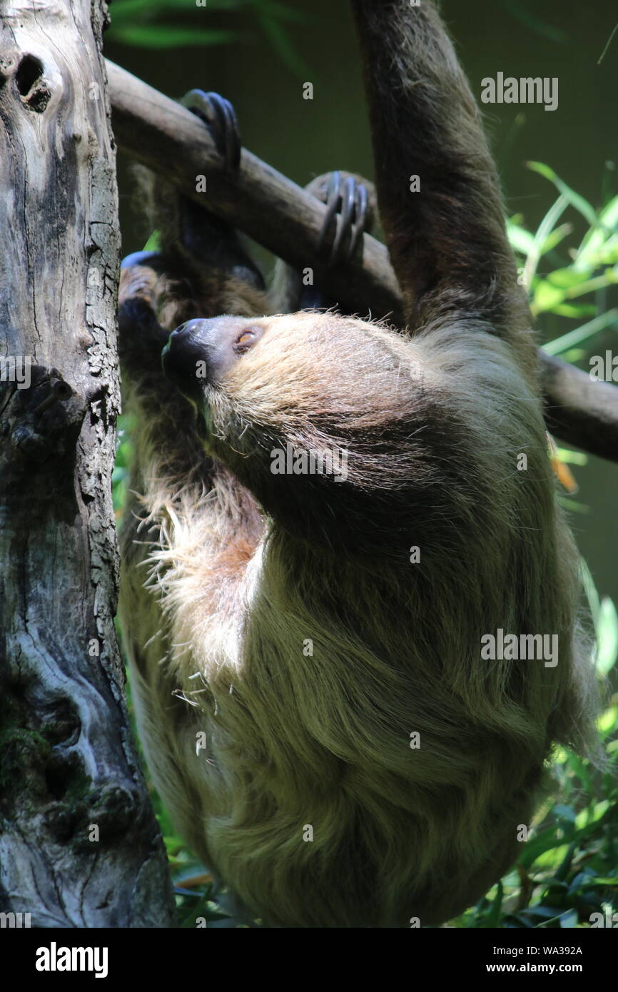 Sloth climbing tree in captivity Stock Photo - Alamy