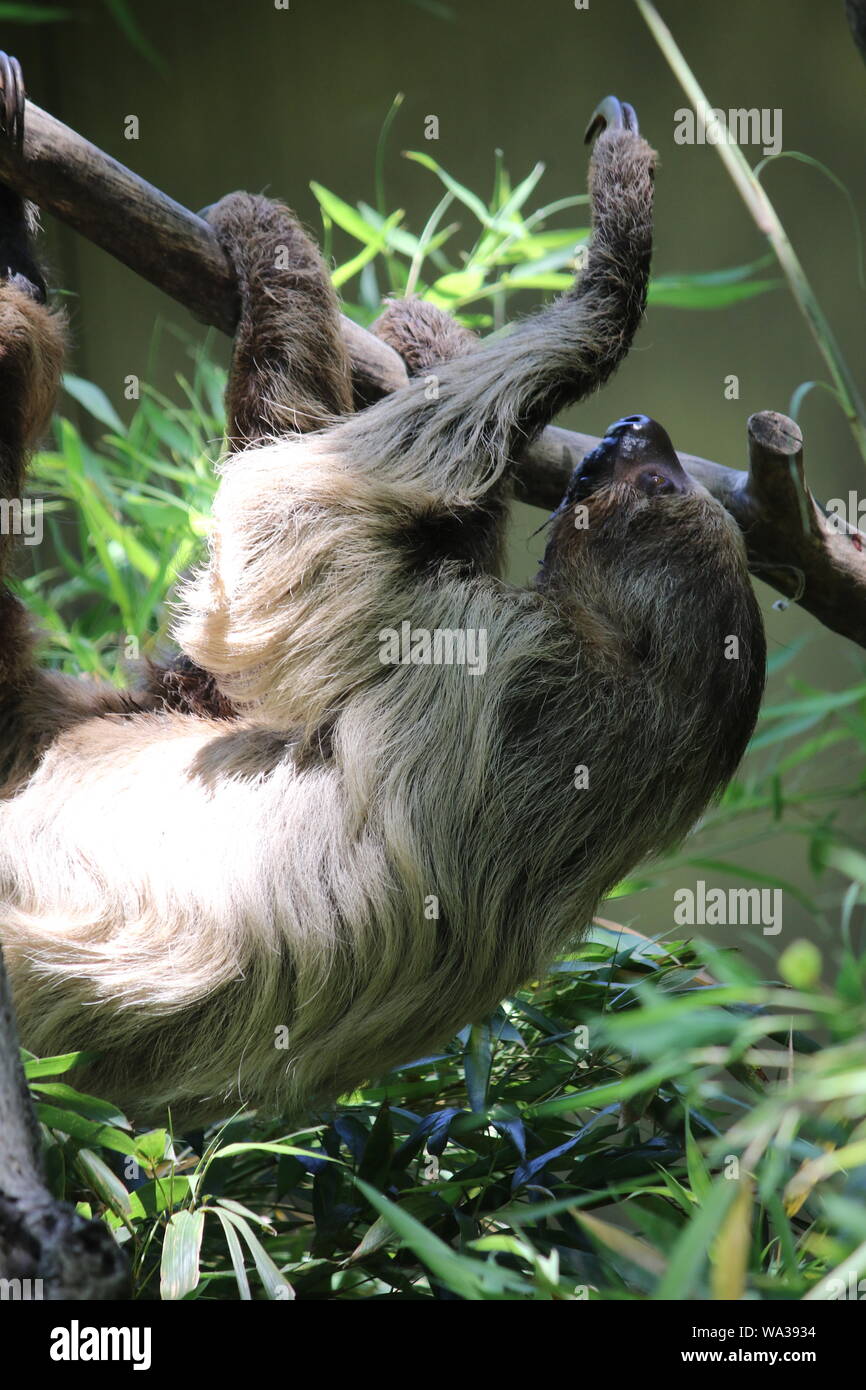 Suborder hi-res stock photography and images - Alamy