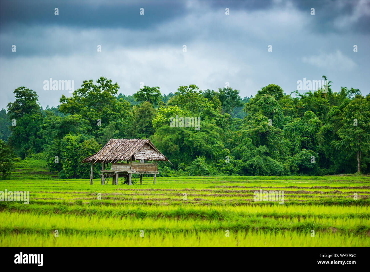Cottage in the rice fields. Grey overcast sky in the rainy season. Copy ...