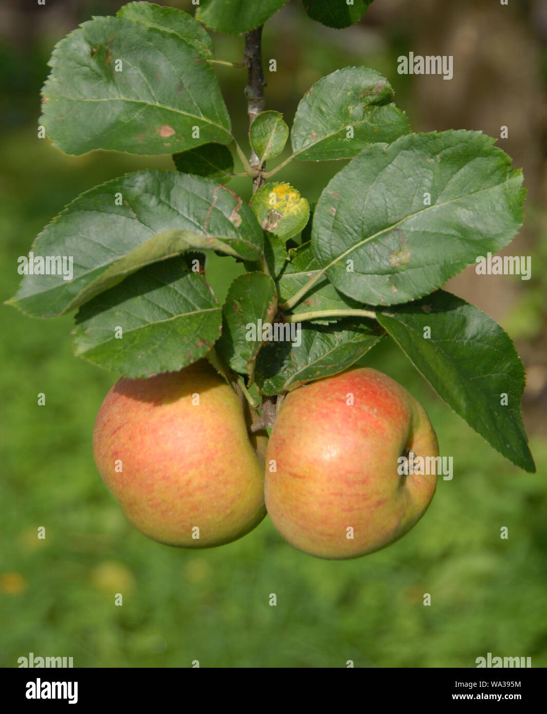 English Russet Apple High Resolution Stock Photography and Images - Alamy