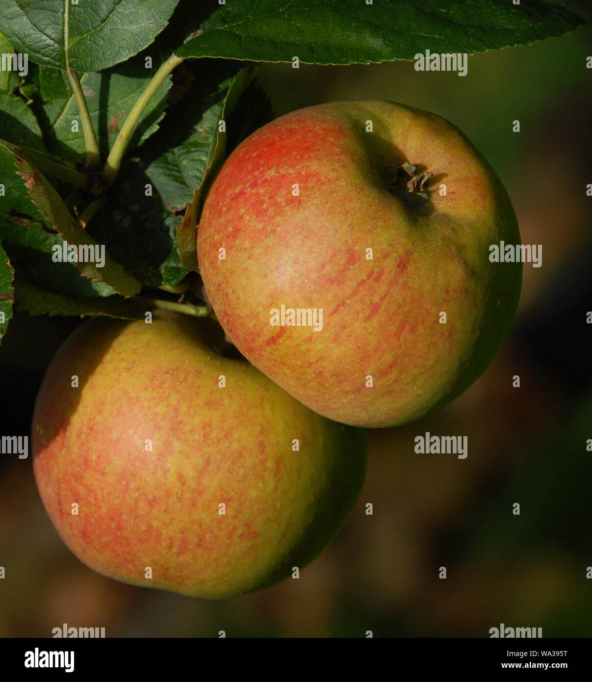 English russet apple hi-res stock photography and images - Alamy