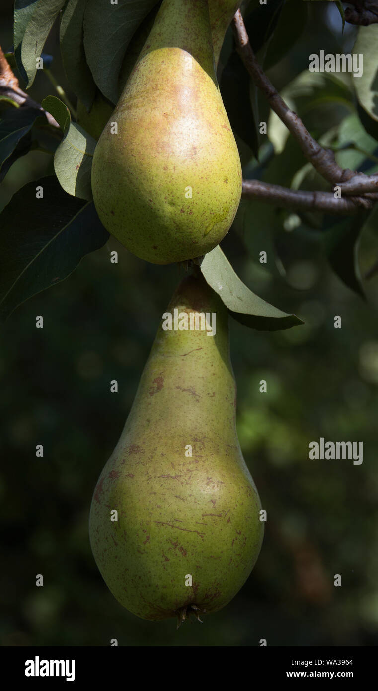 Skin is thick greenish brown hi-res stock photography and images - Alamy