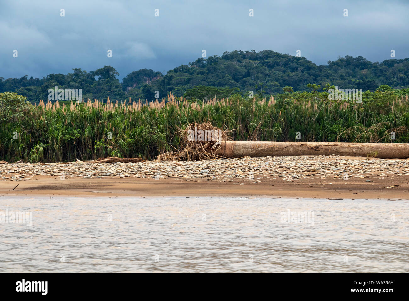 Eco tourism boat tour on Beni river, view on muddy river water and ...