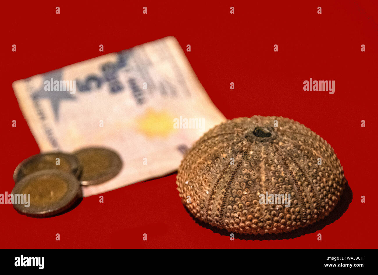 sea urchin and paper money Stock Photo - Alamy