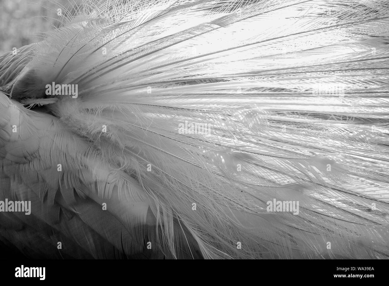 Image set colorful bird feathers hi-res stock photography and images ...