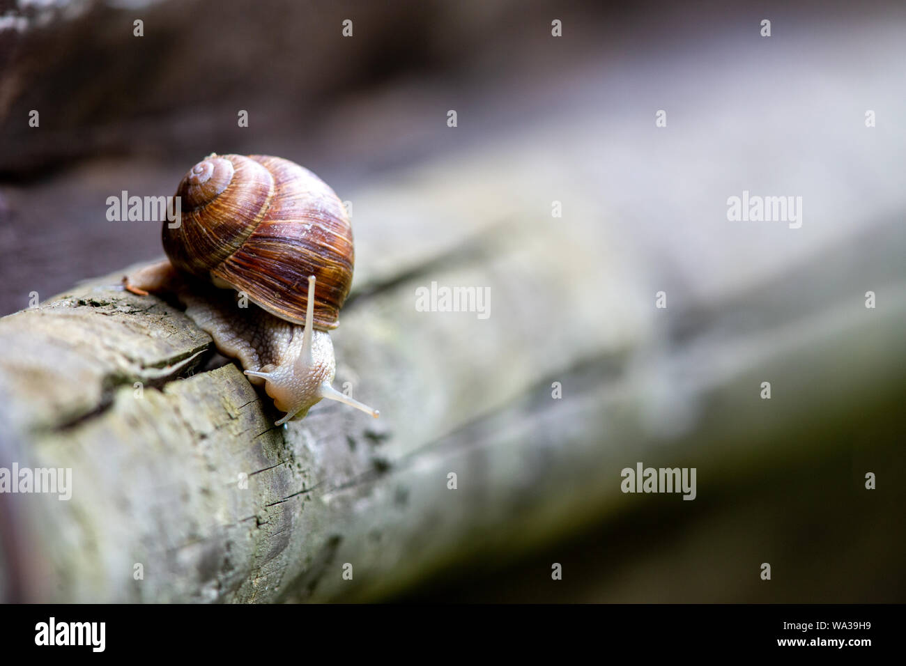 Edible snail (Helix pomatia) sitting on a wooden log Stock Photo - Alamy