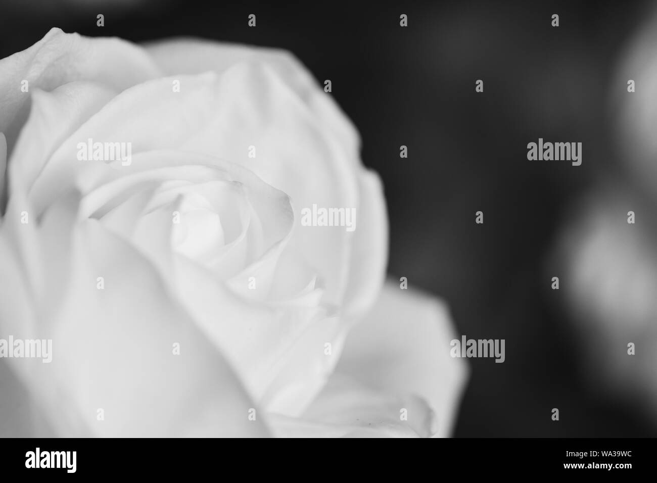 Closeup greyscale shot of a beautiful white rose with a blurred ...