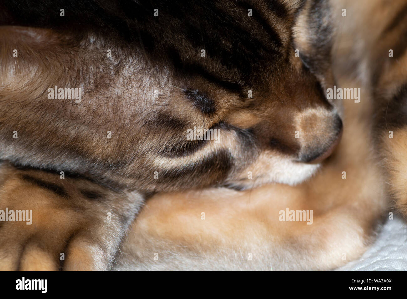 Male five year old Corsican Blue Marbled Bengal domestic cat, breed ...