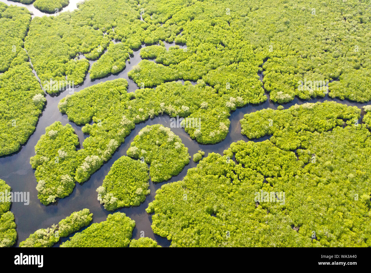 Mangroves, top view. Mangrove forest and winding rivers. Tropical ...